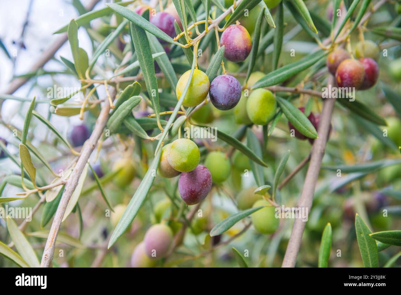 Olives in olive tree Stock Photo - Alamy