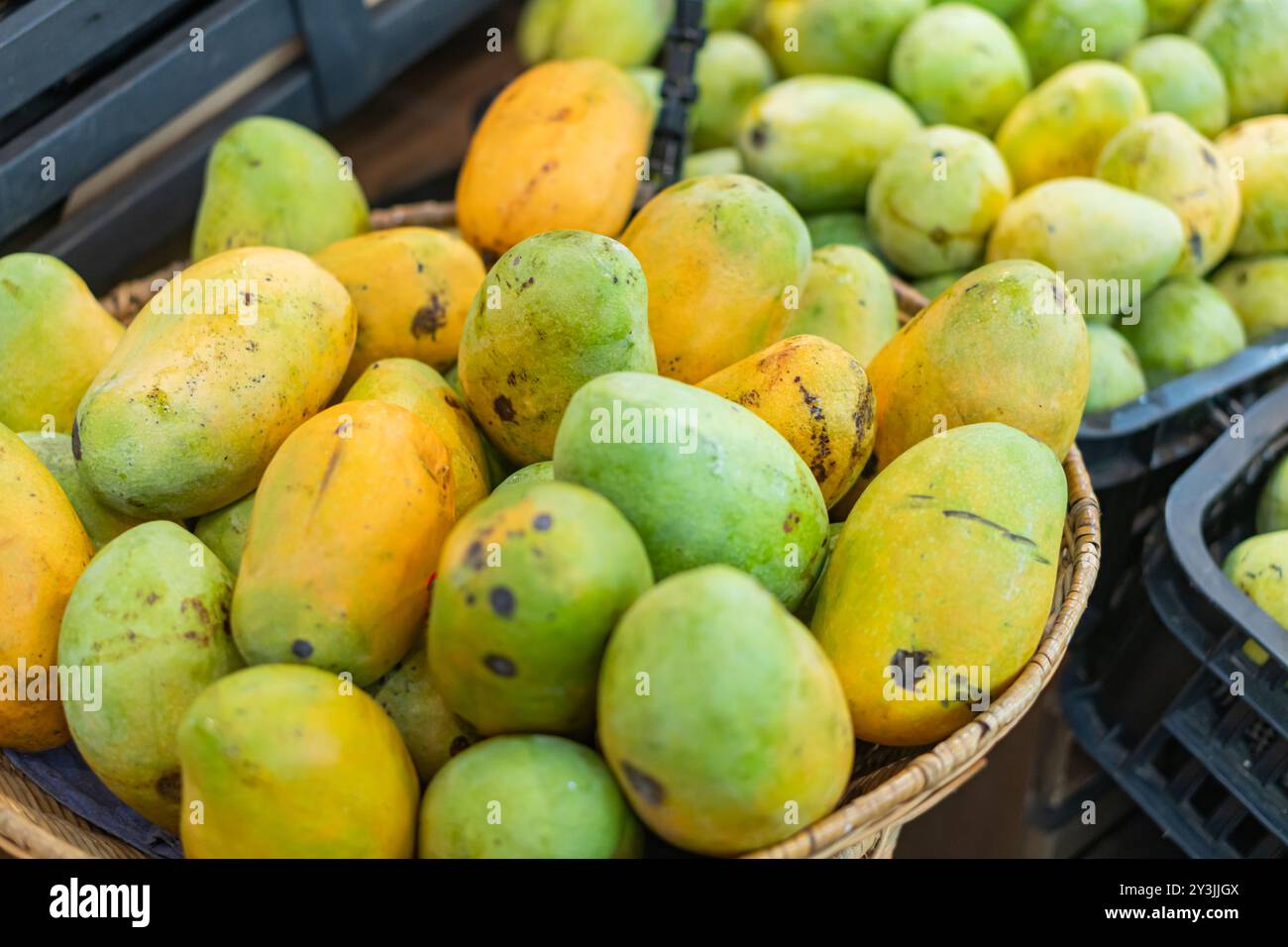A basket filled with ripe mangoes in various shades of green and yellow ...