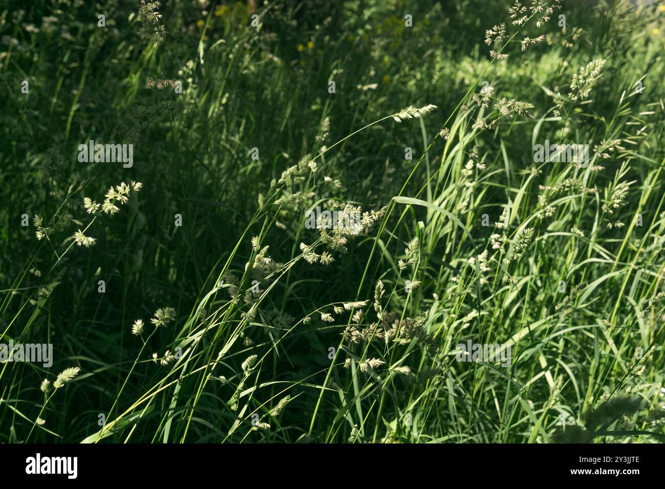 Meadow grass inflorescences close hi-res stock photography and images ...