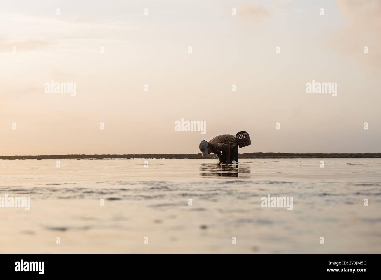 A person bending down in shallow water during sunset, collecting ...
