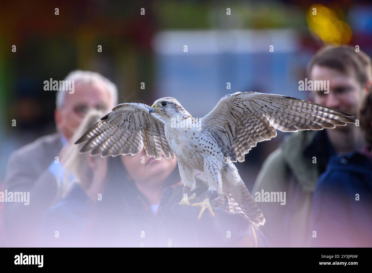 Magdeburg, Germany. 14th Sep, 2024. Monique Wackrow, hunter and ...