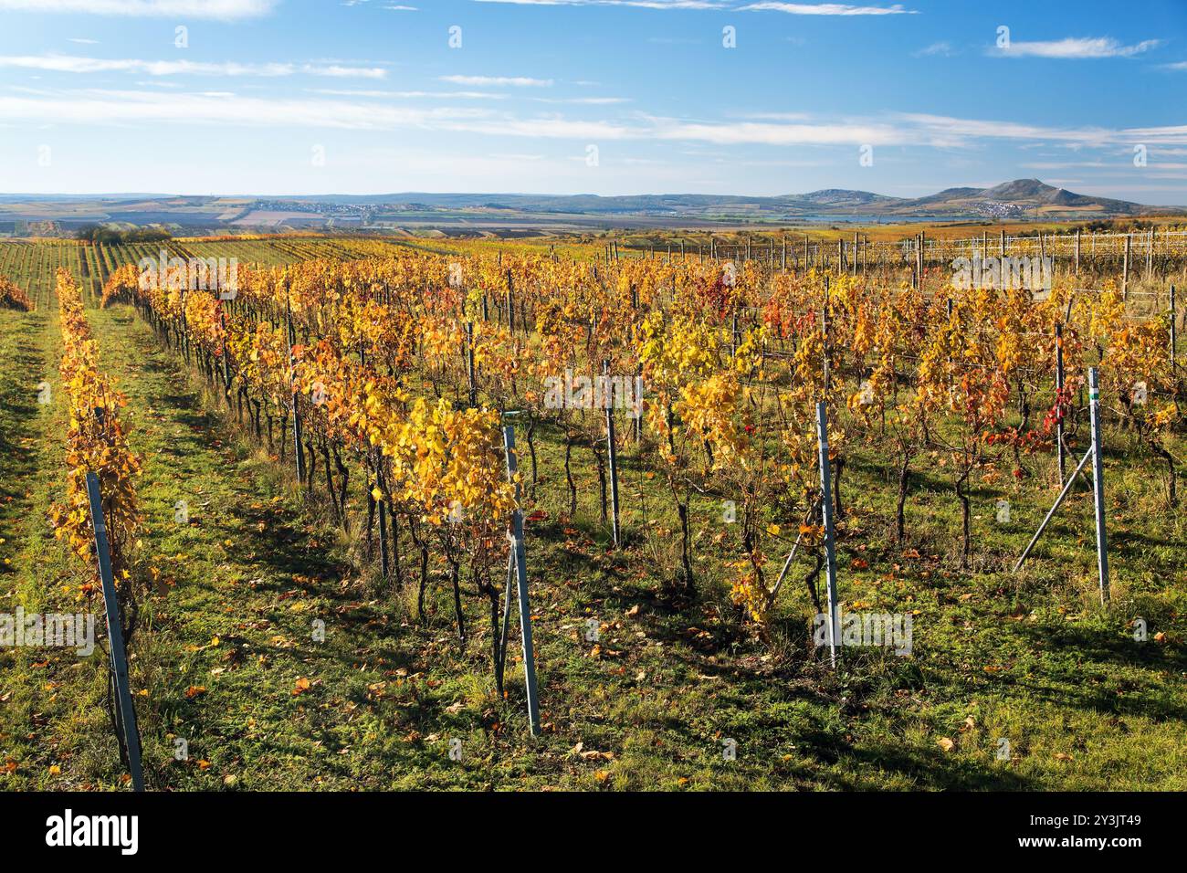 vineyard, autumn in the vineyard, yellow coloured vine plants, Pavlov ...