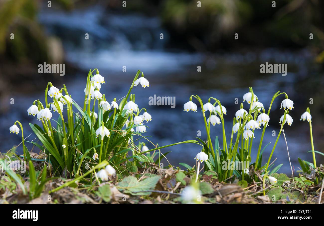 spring snowflake flowers in latin leucojum vernum with small waterfall ...