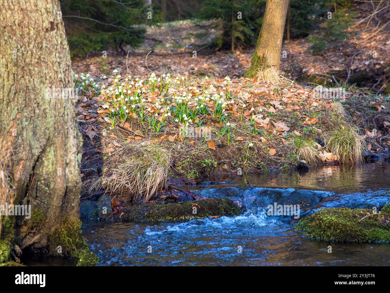 spring snowflake flowers in latin leucojum vernum with small waterfall ...
