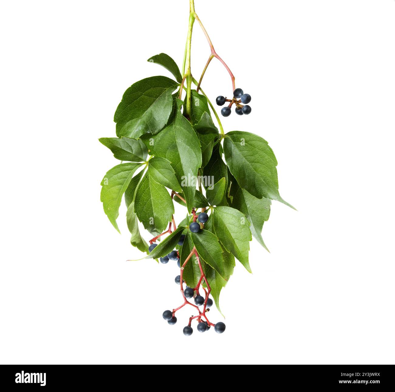 hd photo, plant with red fruits called virginia creeper, Parthenocissus ...