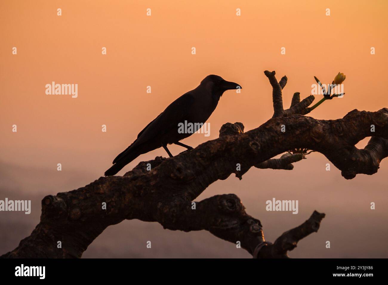 Raven on the tree at Hampi, the centre of the Hindu Vijayanagara Empire ...