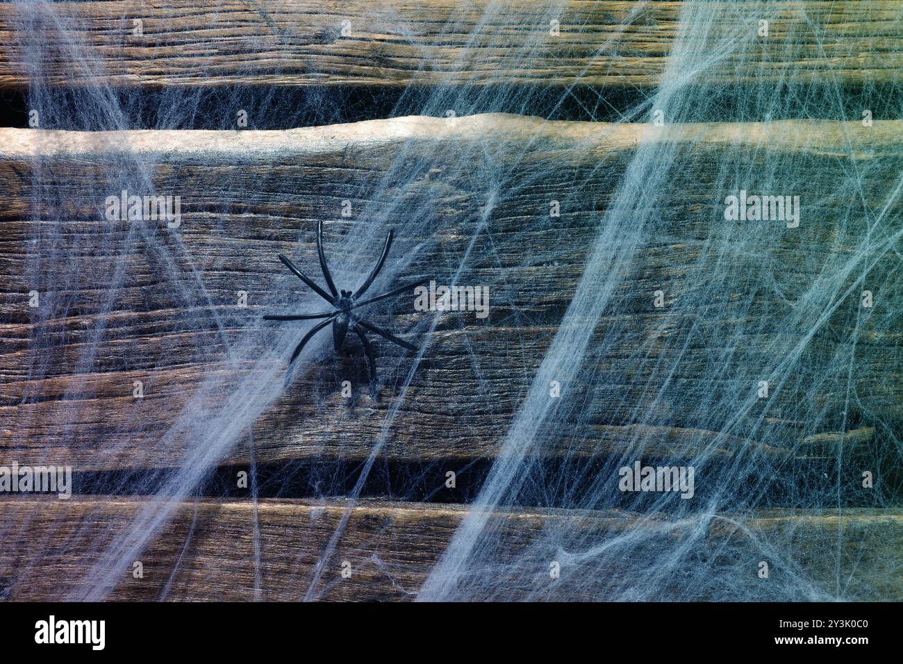 Cobweb and spider on wooden background, toned in blue gradient color ...