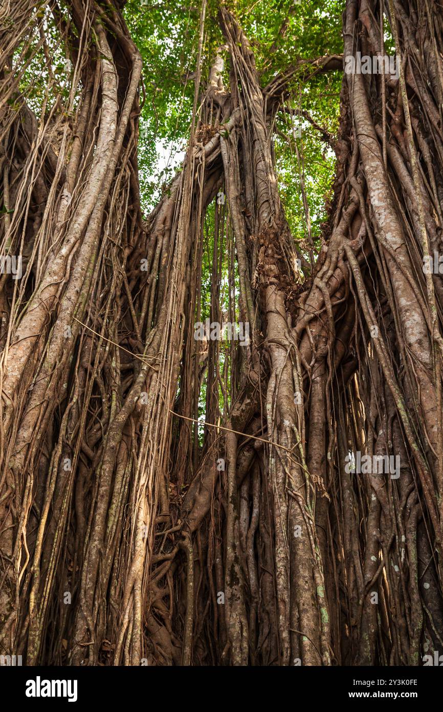 Big banyan or indian ficus tree in Goa in India Stock Photo - Alamy
