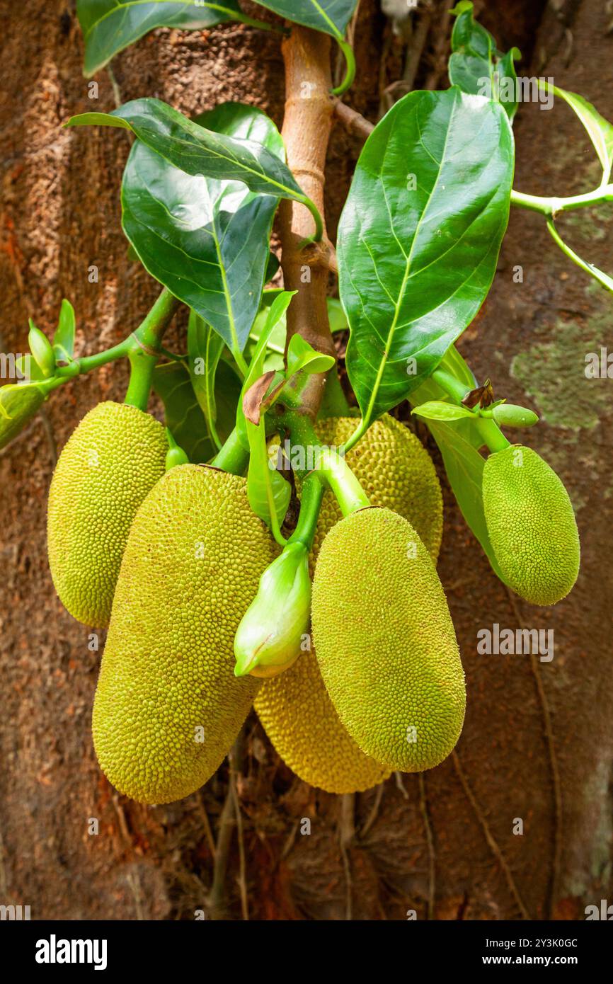Jackfruit tree with big ripe fruits in India Stock Photo - Alamy