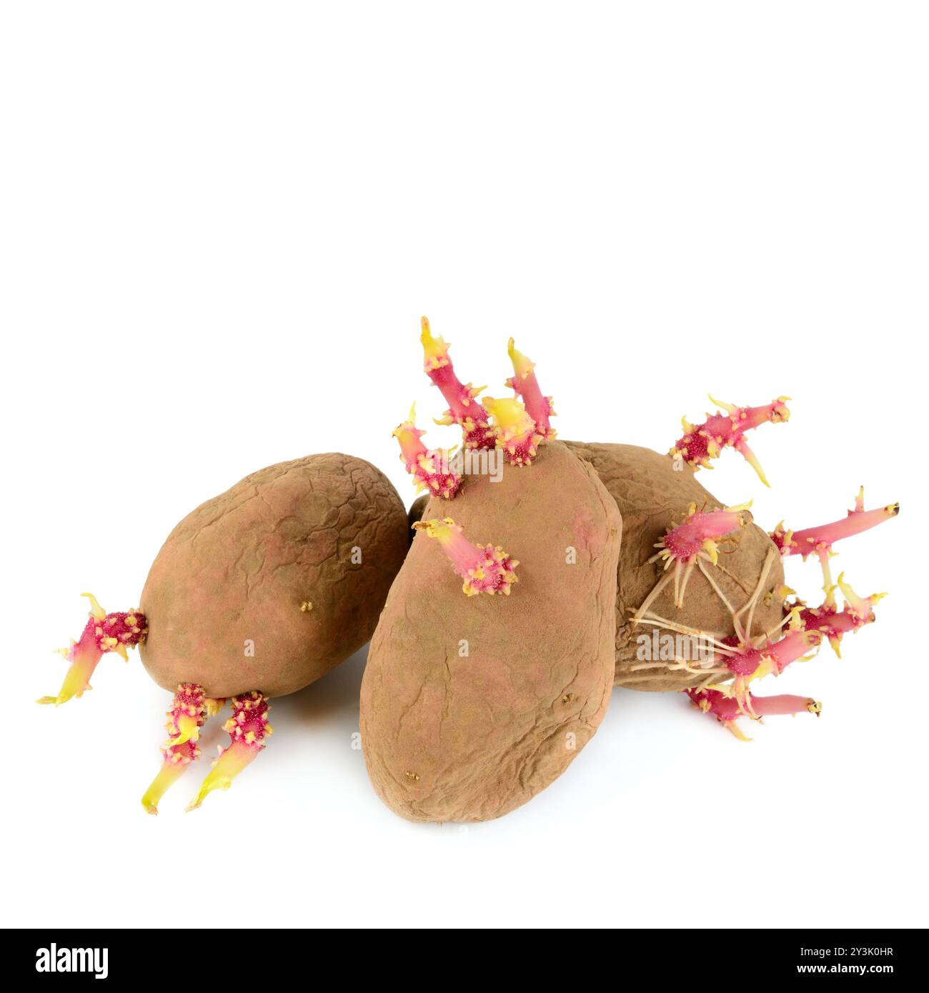Potato tubers with sprouted sprouts isolated on a white background ...