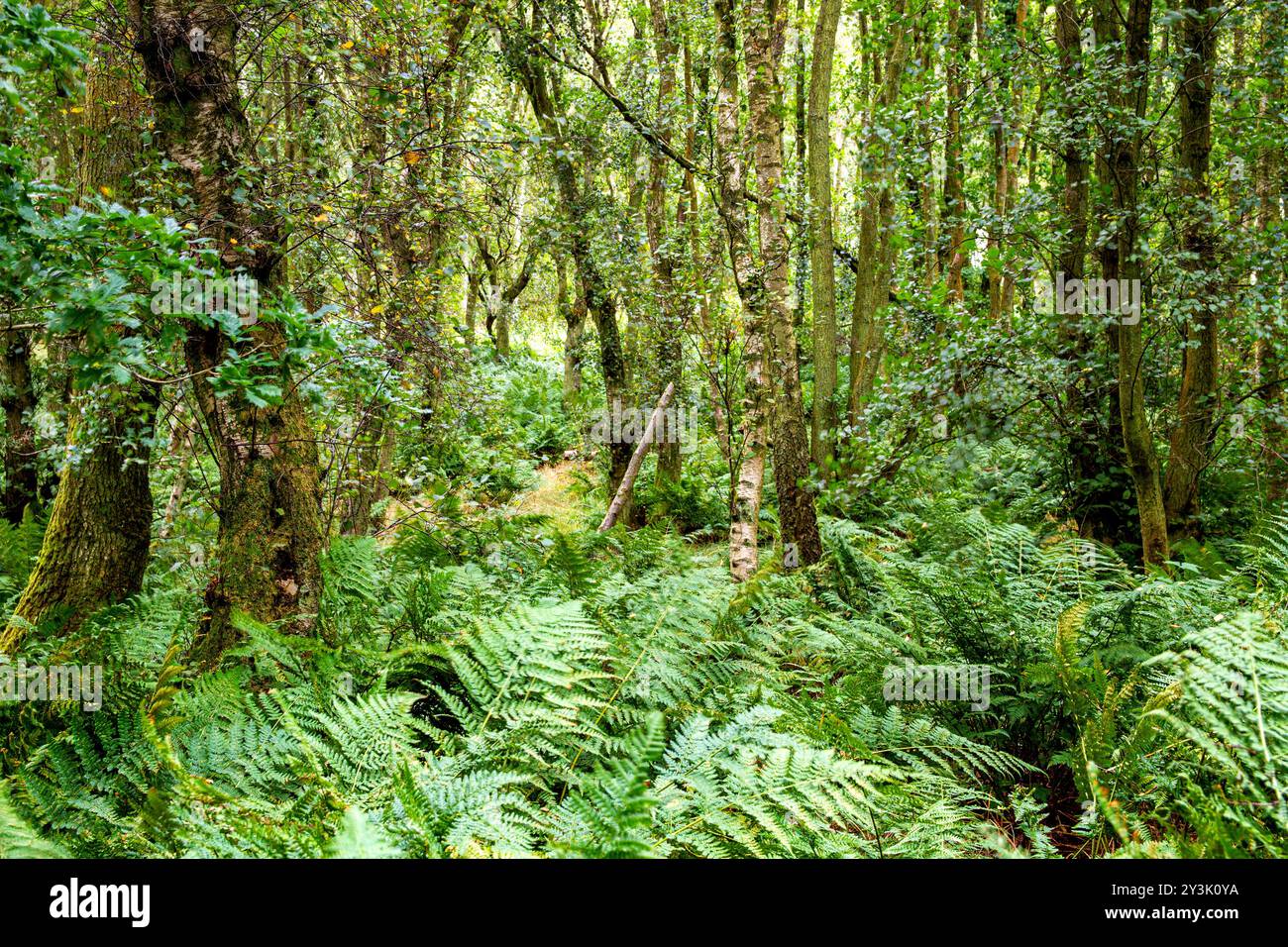 Breezy and damp weather scotland hi-res stock photography and images ...