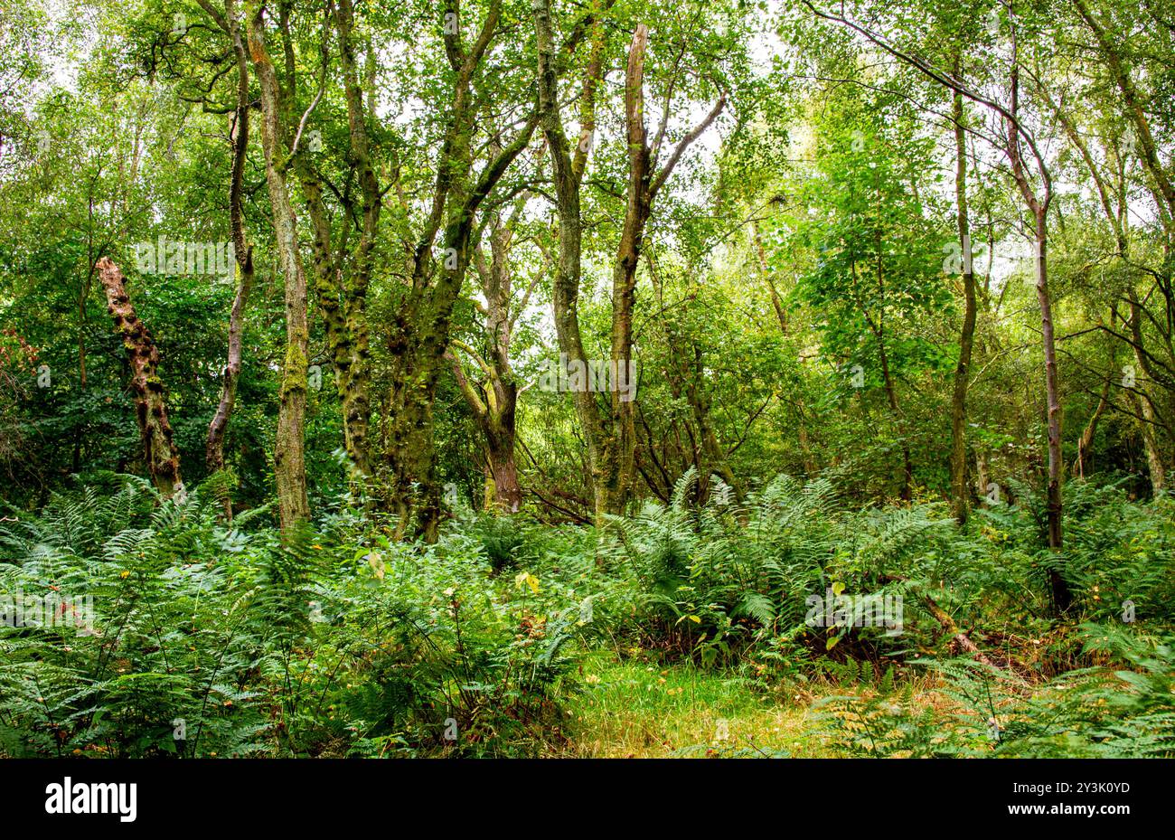 Woodland paths dundee hi-res stock photography and images - Alamy
