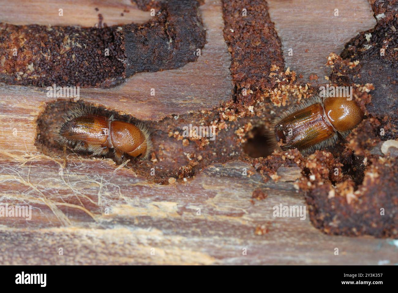 European spruce bark beetle, Ips typographus, in the weevil subfamily ...