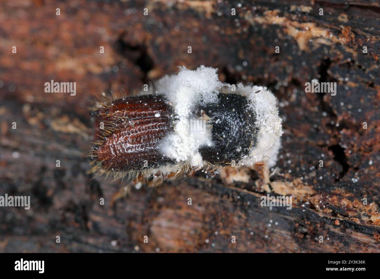 A bark beetle under the bark of a dead spruce tree. A beetle killed by ...
