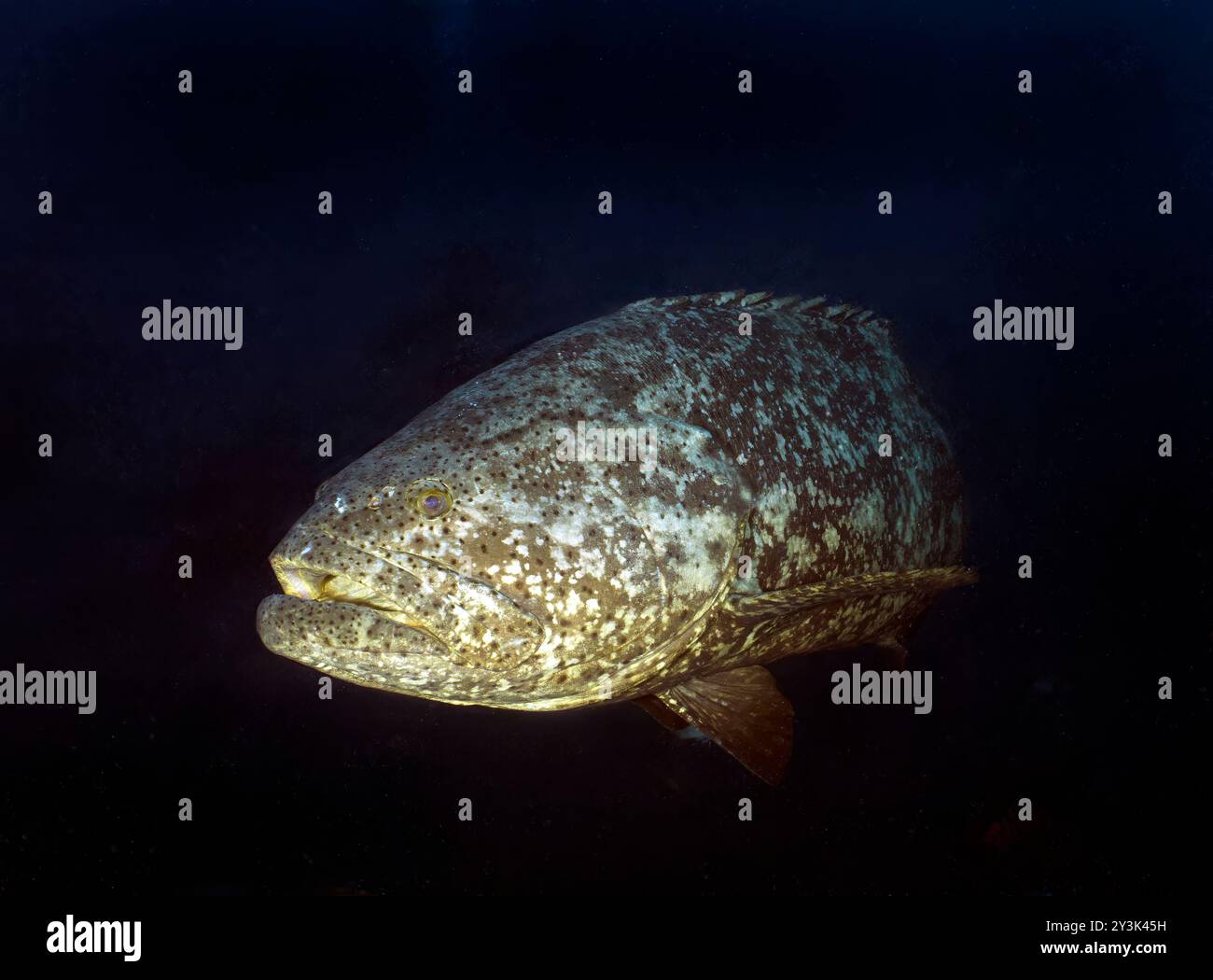 An Atlantic Goliath Grouper (Epinephelus itajara) in Jupiter, Florida ...