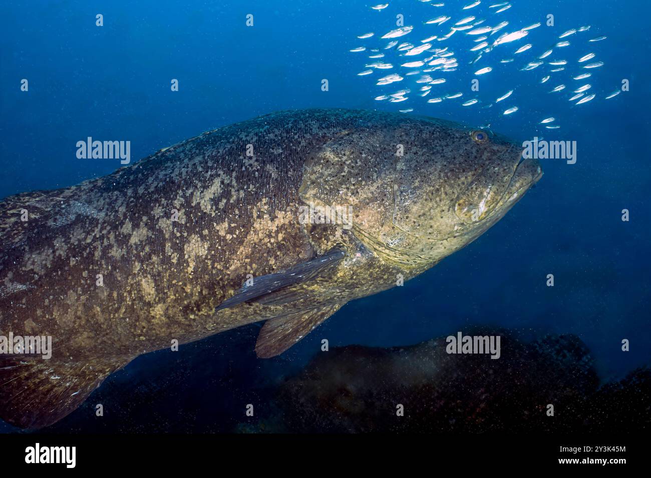 An Atlantic Goliath Grouper (Epinephelus itajara) in Jupiter, Florida ...