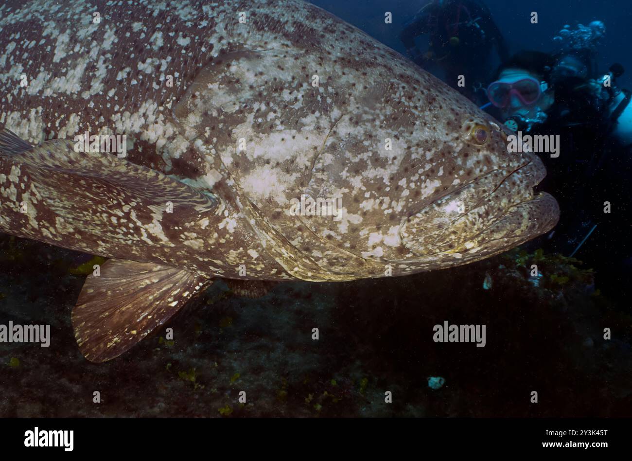 An Atlantic Goliath Grouper (Epinephelus itajara) in Jupiter, Florida ...