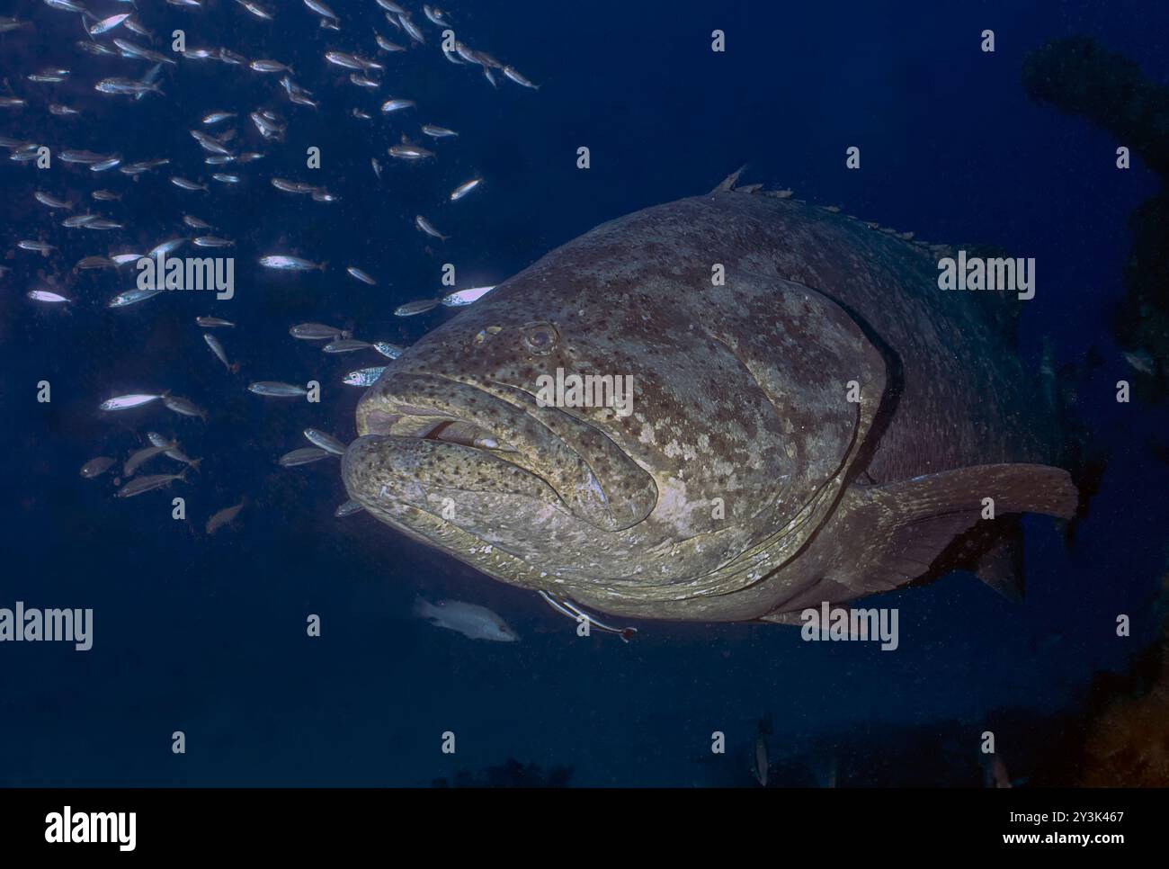 An Atlantic Goliath Grouper (Epinephelus itajara) in Jupiter, Florida ...