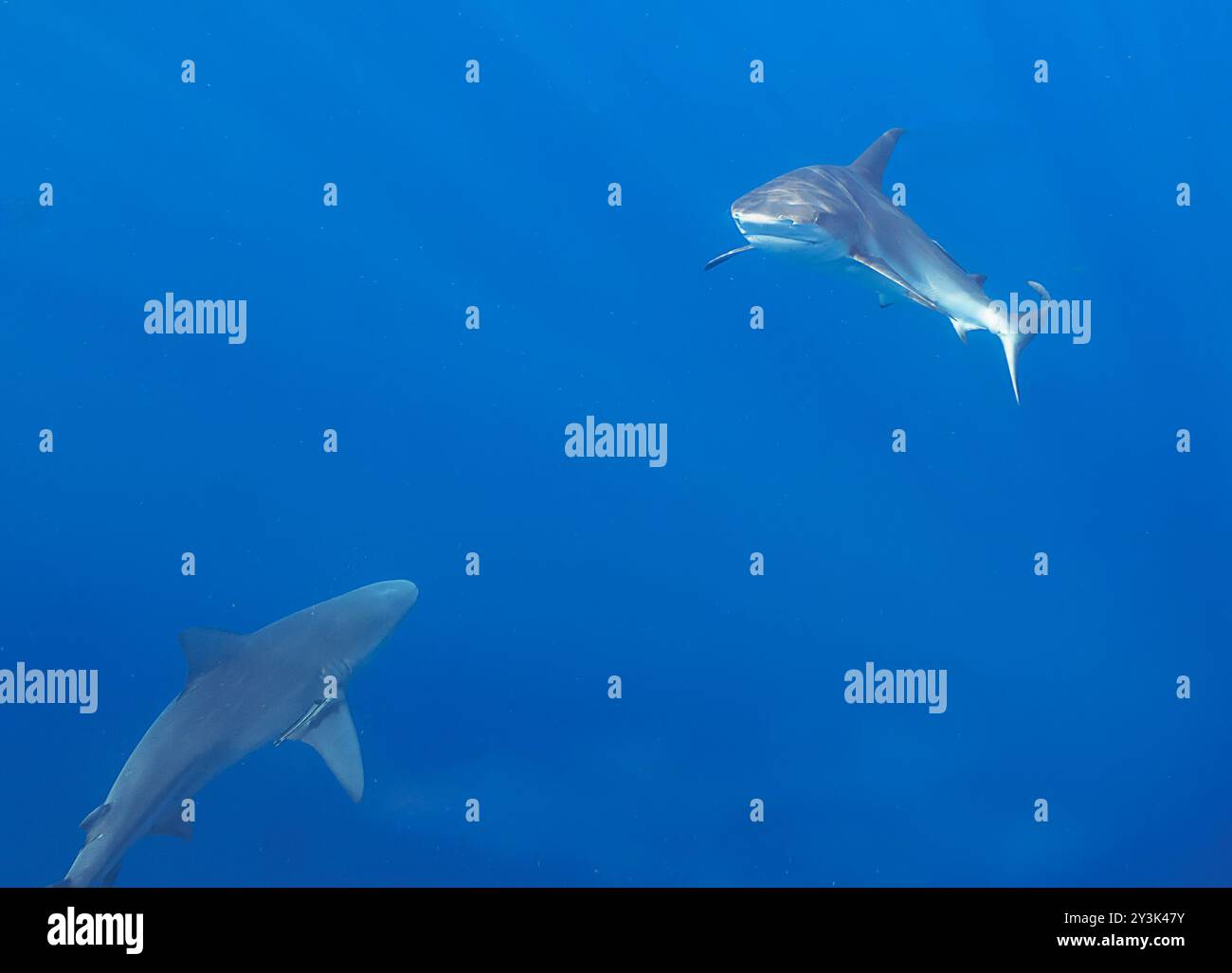 Bull Shark (Carcharhinus leucas) in Jupiter, Florida, USA Stock Photo ...