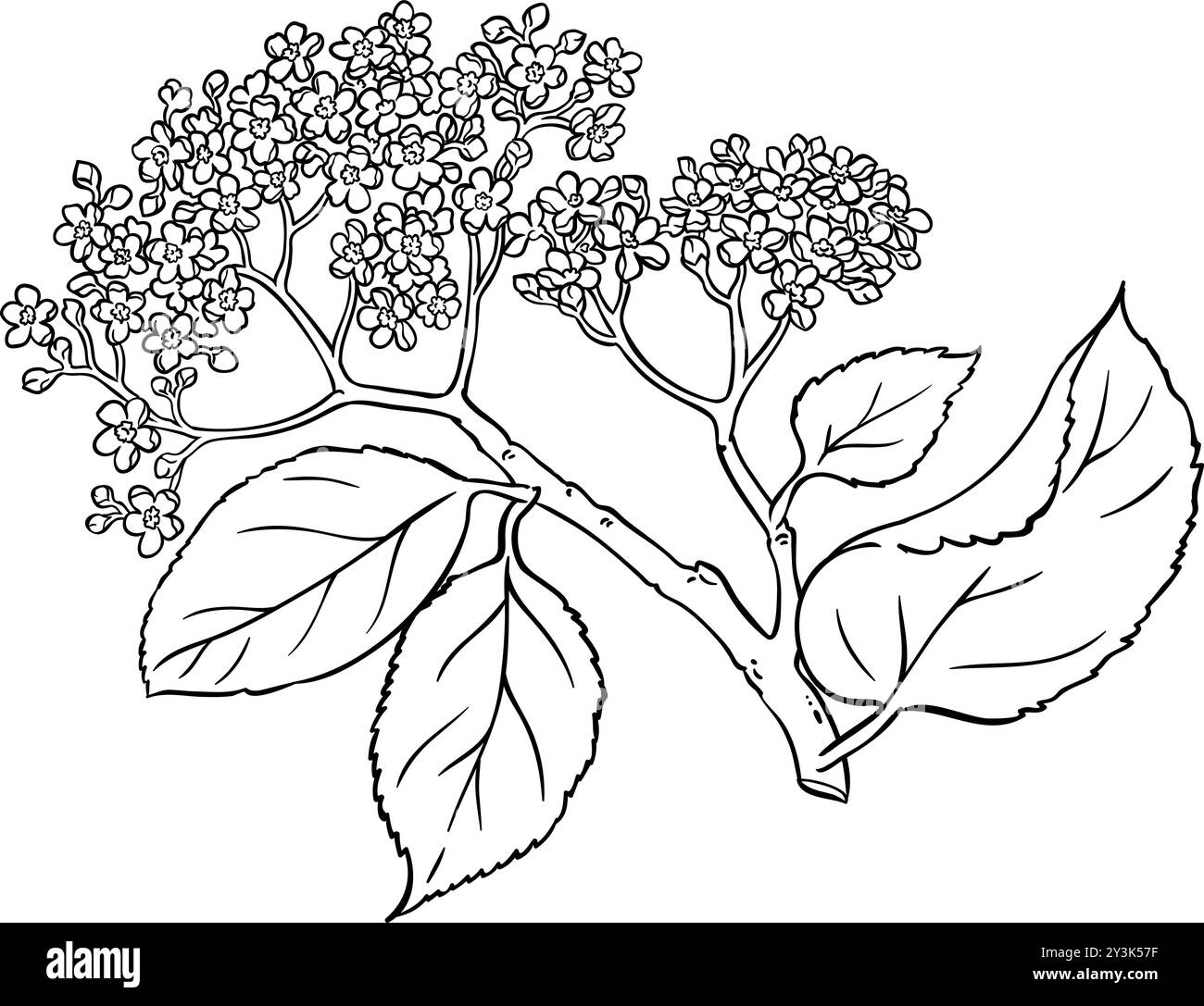 Black Rowan Flowers Outline llustration Stock Vector Image & Art - Alamy
