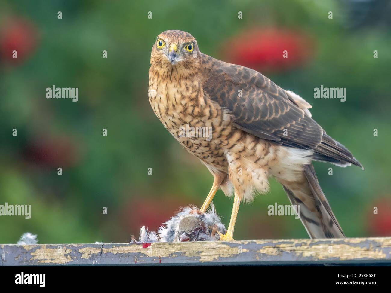 Female sparrow hawk feeding on her caught prey Stock Photo - Alamy