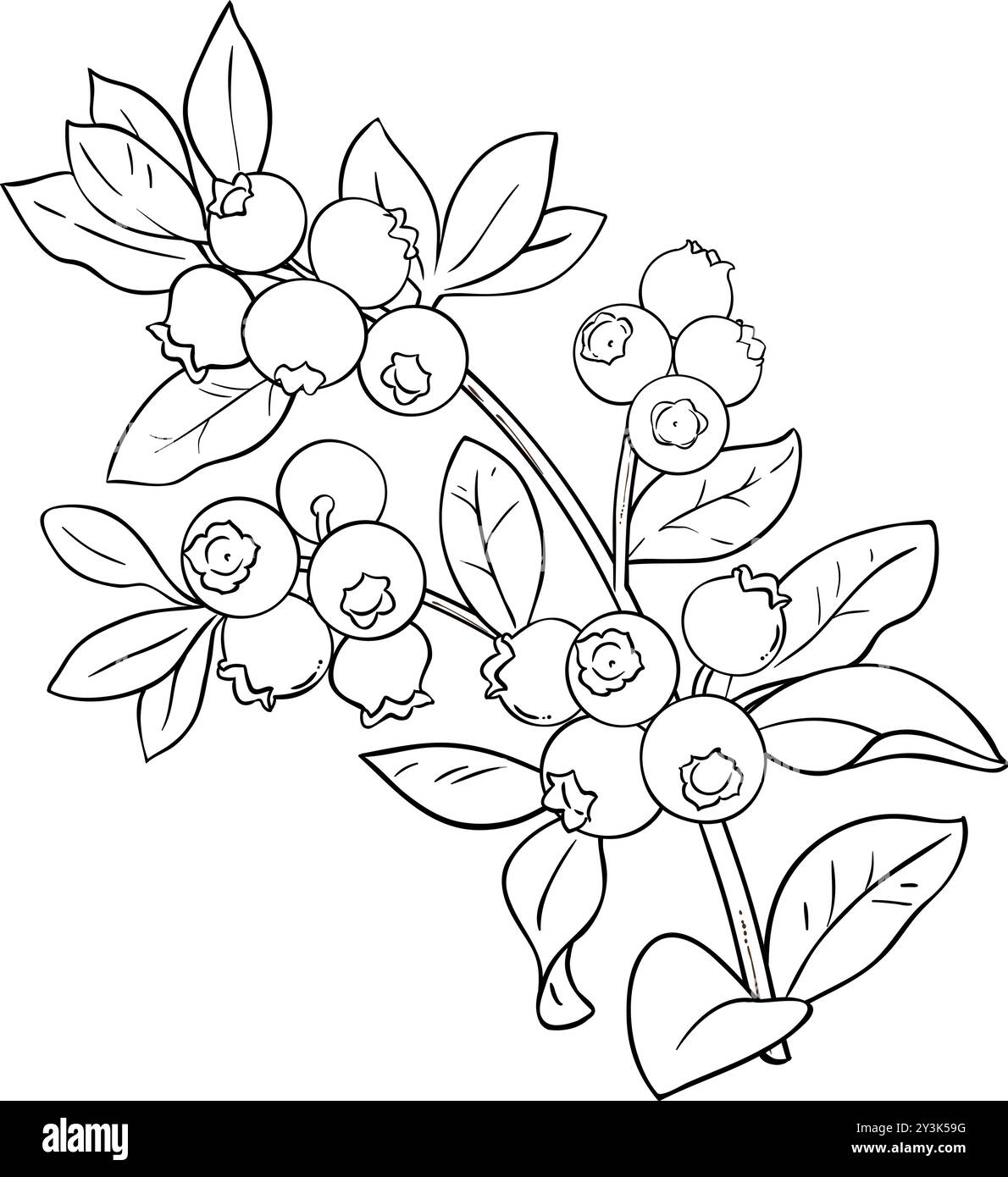 Blueberry Branch Isolated Outline Illustration Stock Vector Image & Art ...