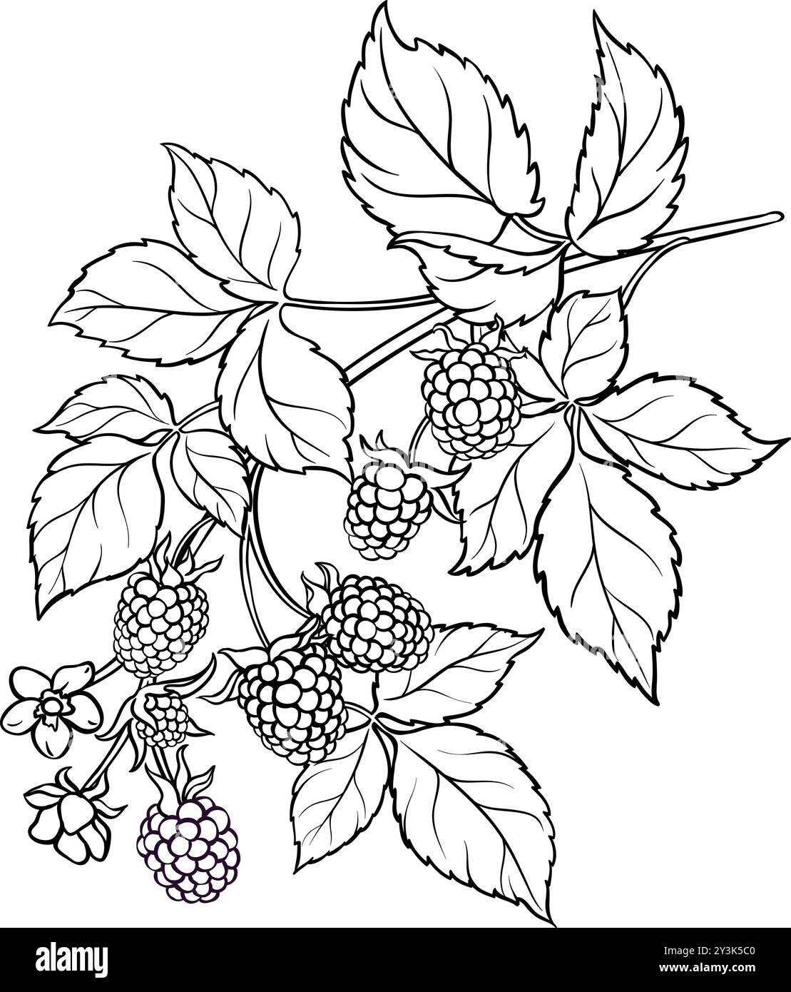 Boysenberry Branch Isolated Outline Illustration Stock Vector Image ...