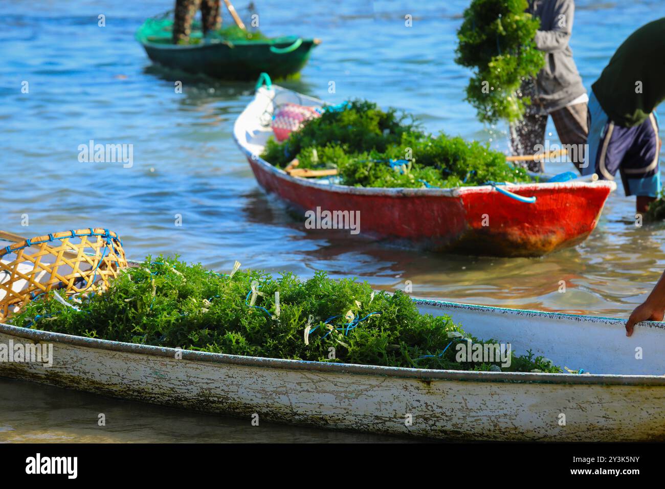 Farmers collecting seaweed on boat at Nusa penida island in Bali ...