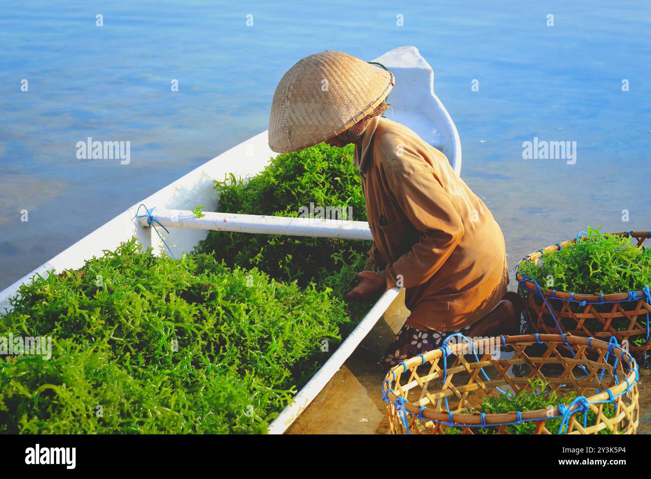 woman collecting seaweed on boat at Nusa penida island in Bali ...
