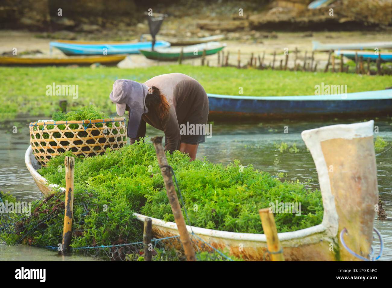 woman collecting seaweed on boat at Nusa penida island in Bali ...