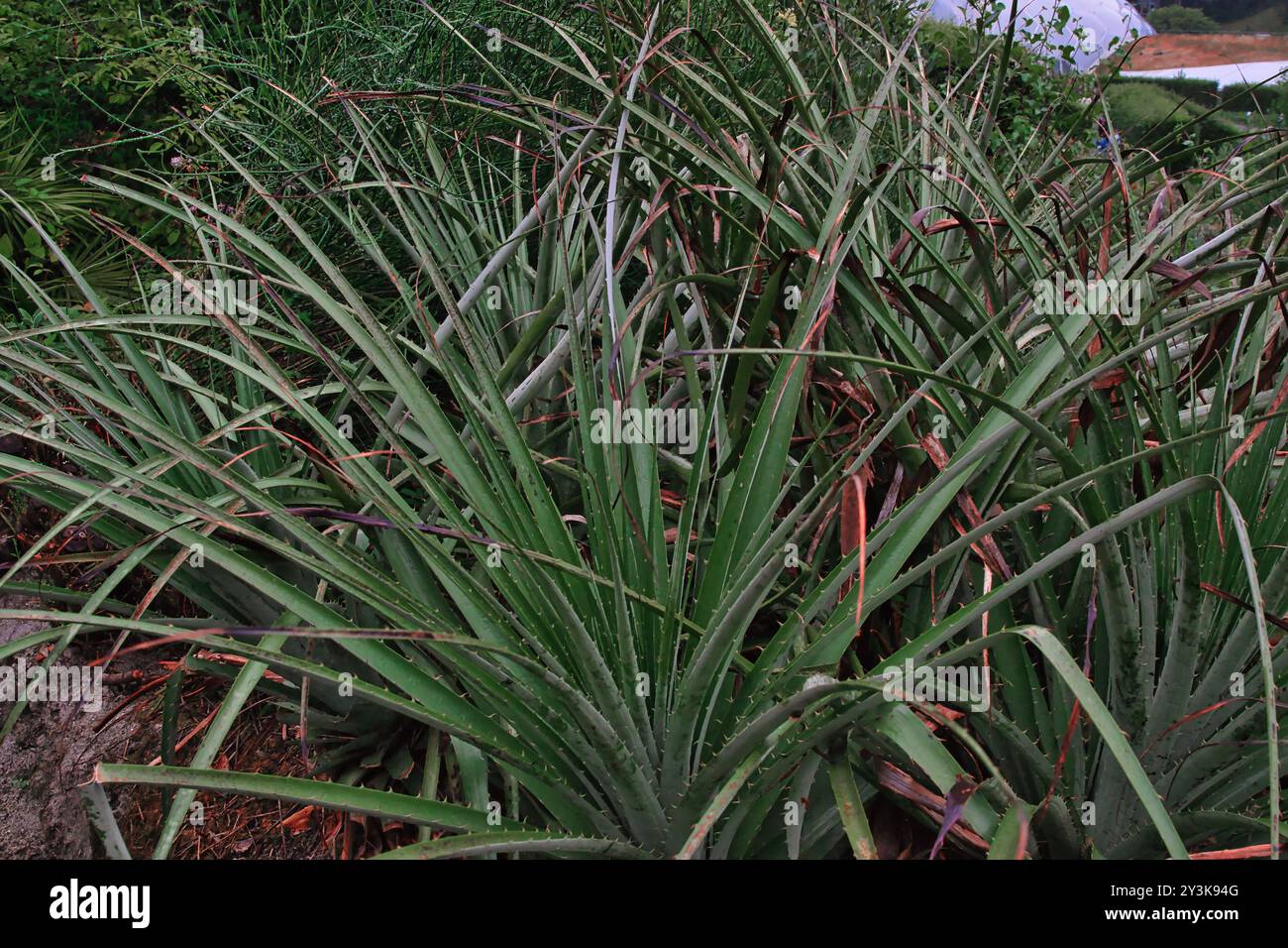 A dense cluster of aloe vera plants with long, spiky green leaves. The ...
