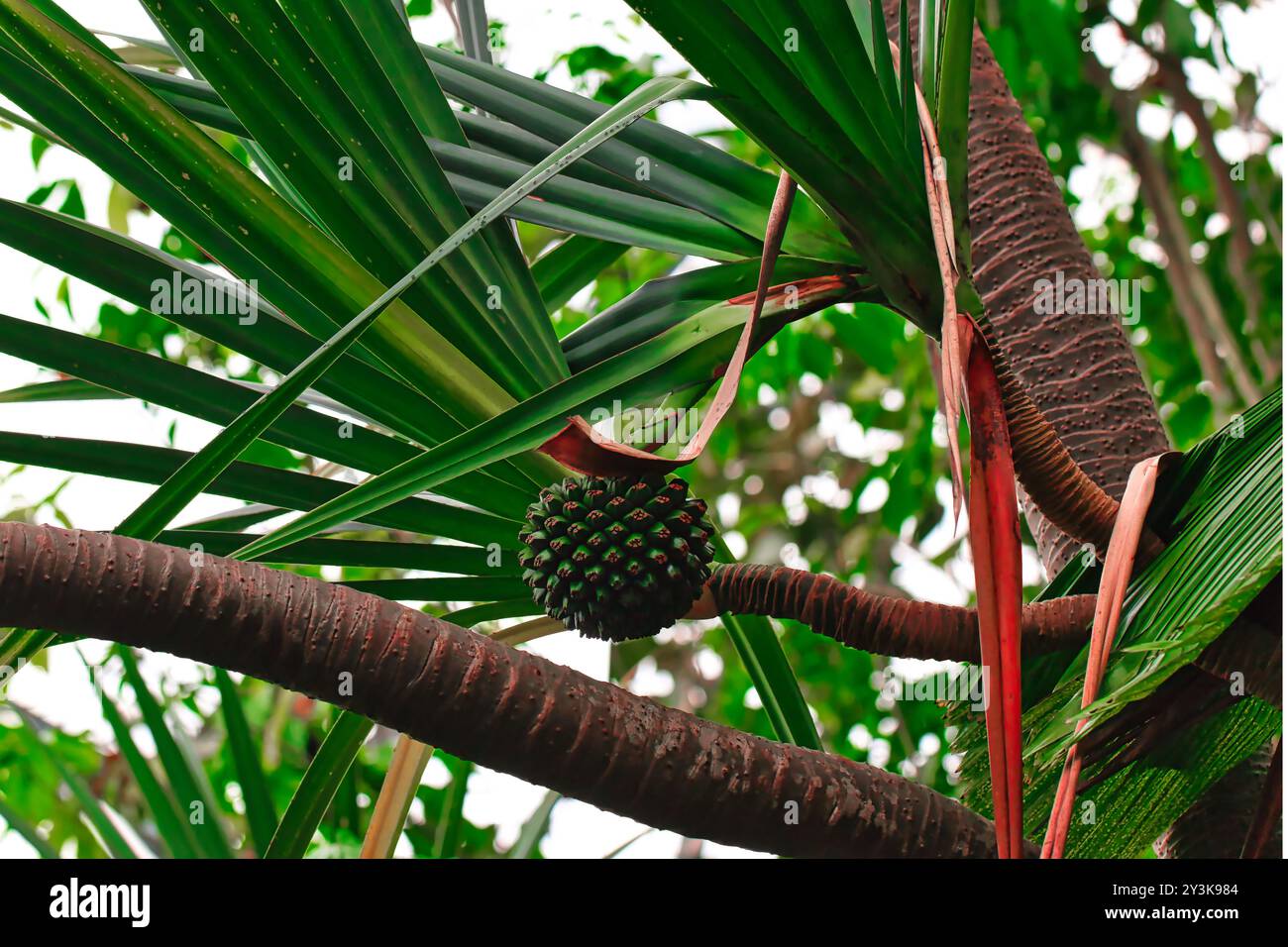 Spiky fruit hi-res stock photography and images - Alamy