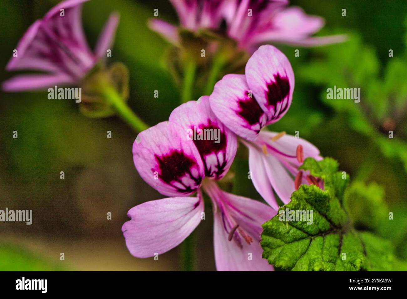 Intricate purple markings hi-res stock photography and images - Alamy