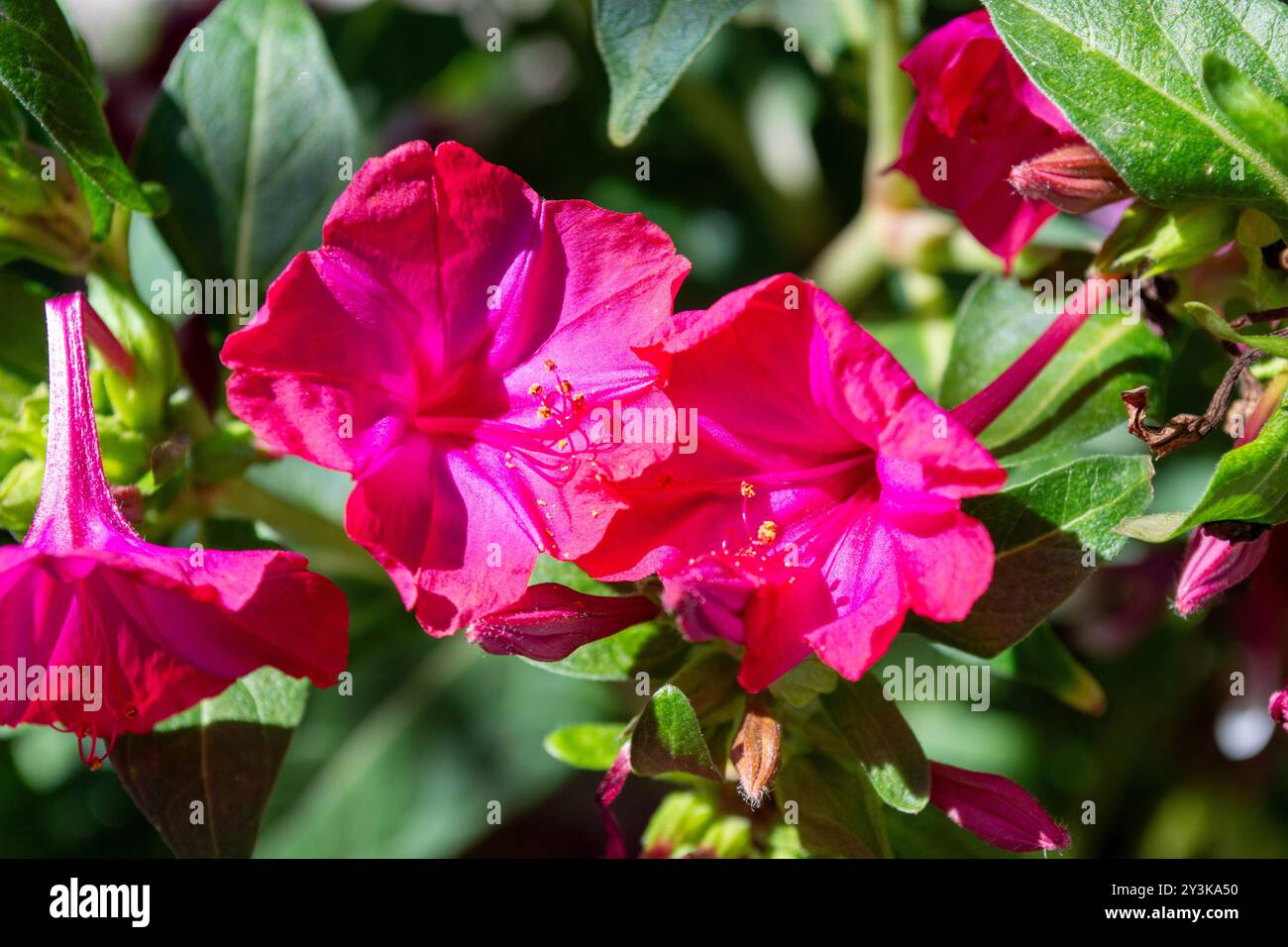 Perico flowers or Don Diego Stock Photo - Alamy