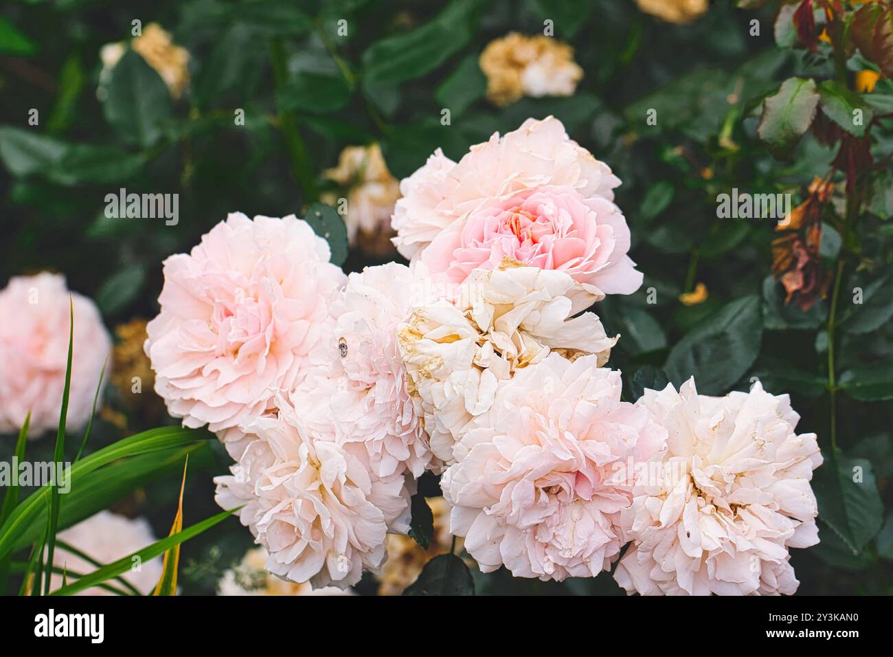 A cluster of soft pink roses in full bloom, surrounded by lush green ...