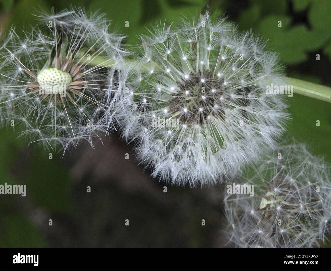 Three dandelion clocks with seeds flying away Stock Photo - Alamy