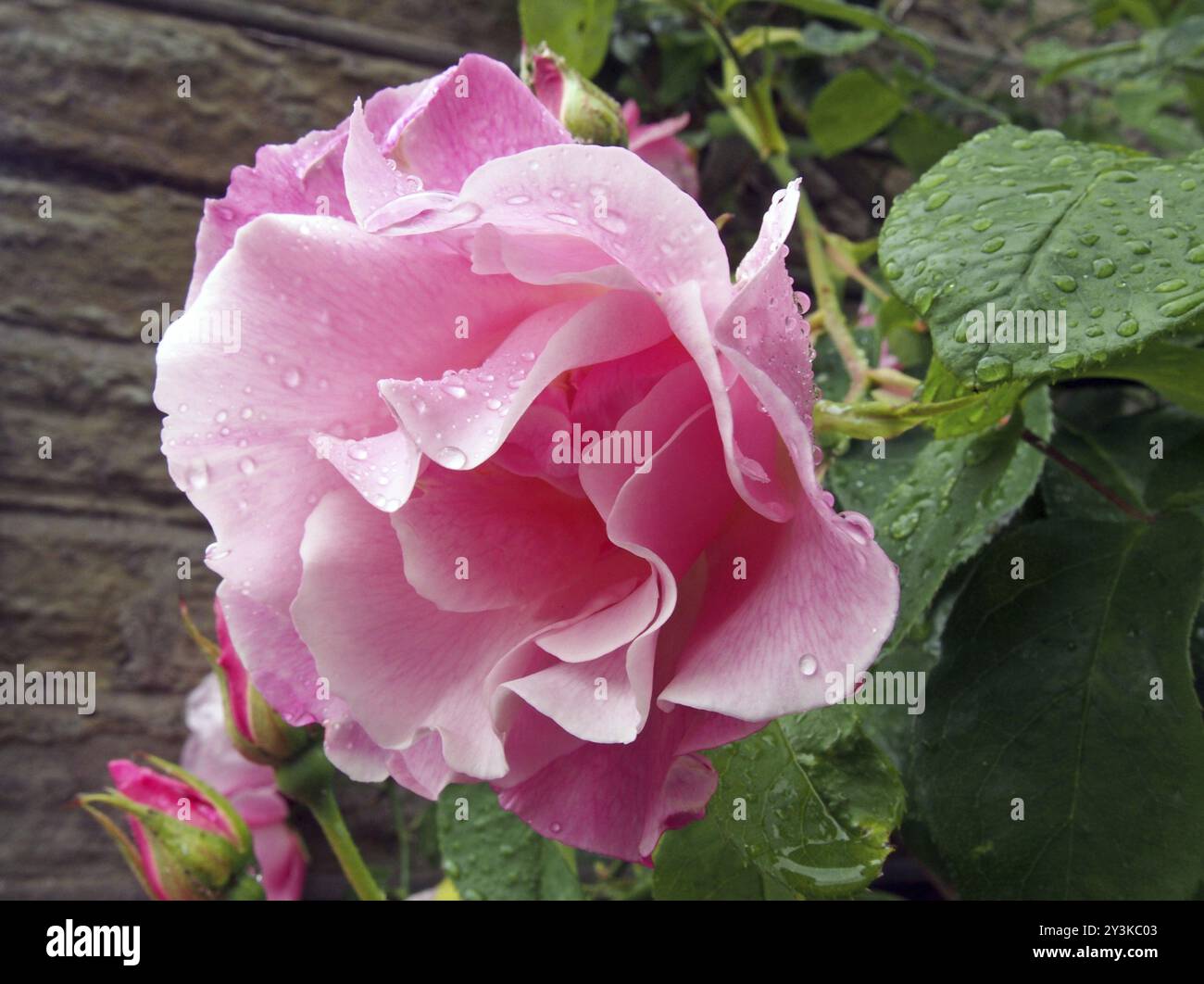 Large pink roses in bloom and budding covered in raindrops climbing up ...