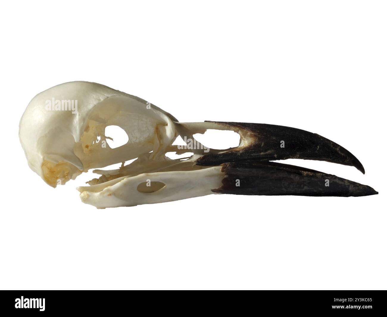 Picture skull animals hi-res stock photography and images - Alamy