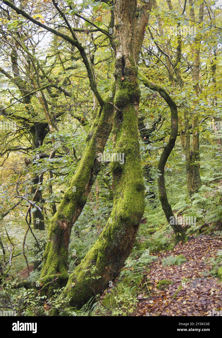A forest path disappearing into dense moss covered twisted trees with ...