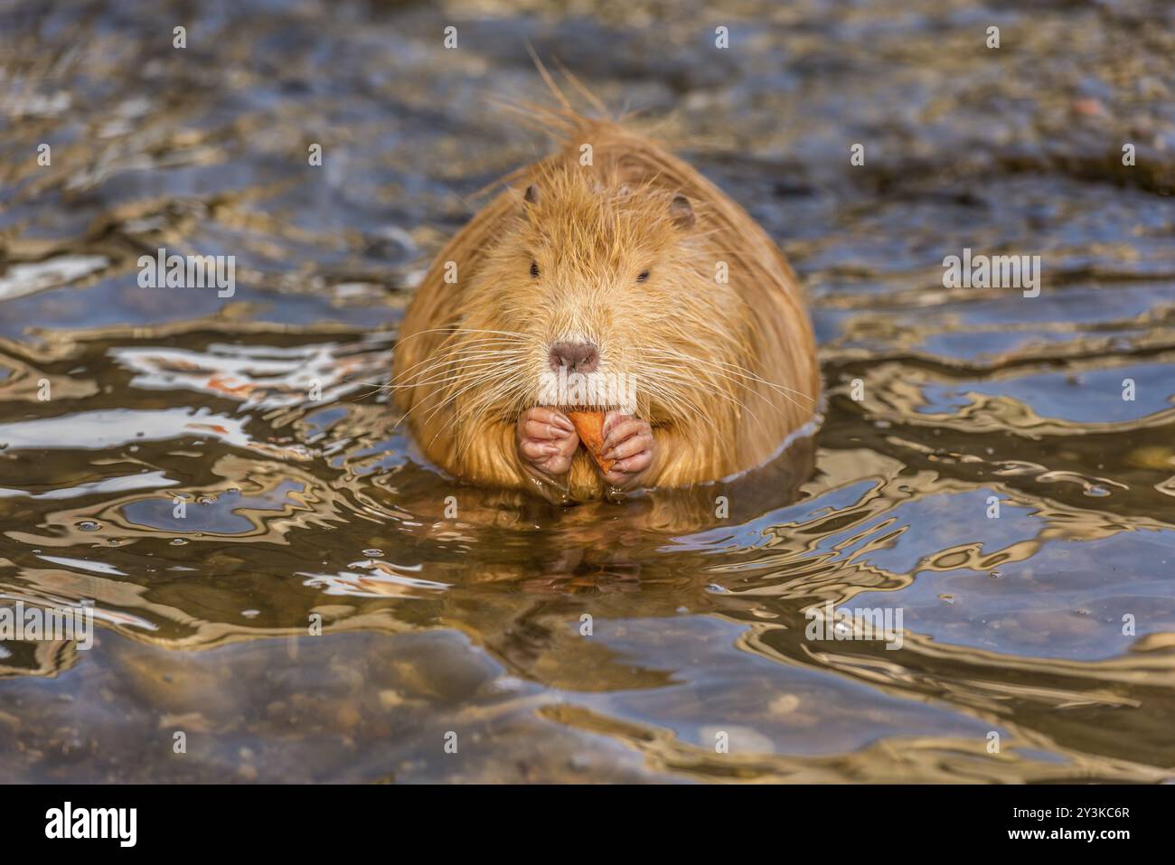 Nutria river bank eat vegetables hi-res stock photography and images ...