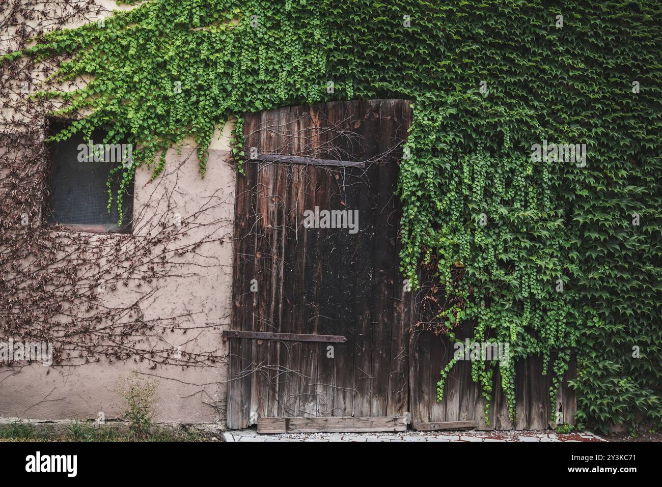 The facade of an old stable with an aged wooden door covered by green ...