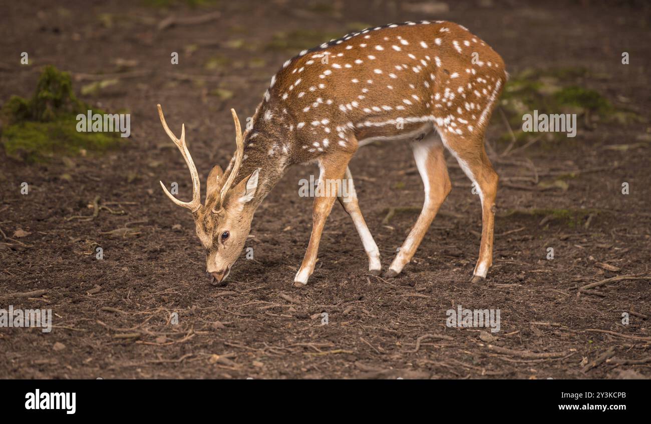 Profile image with a beautiful axis buck searching food through the ...