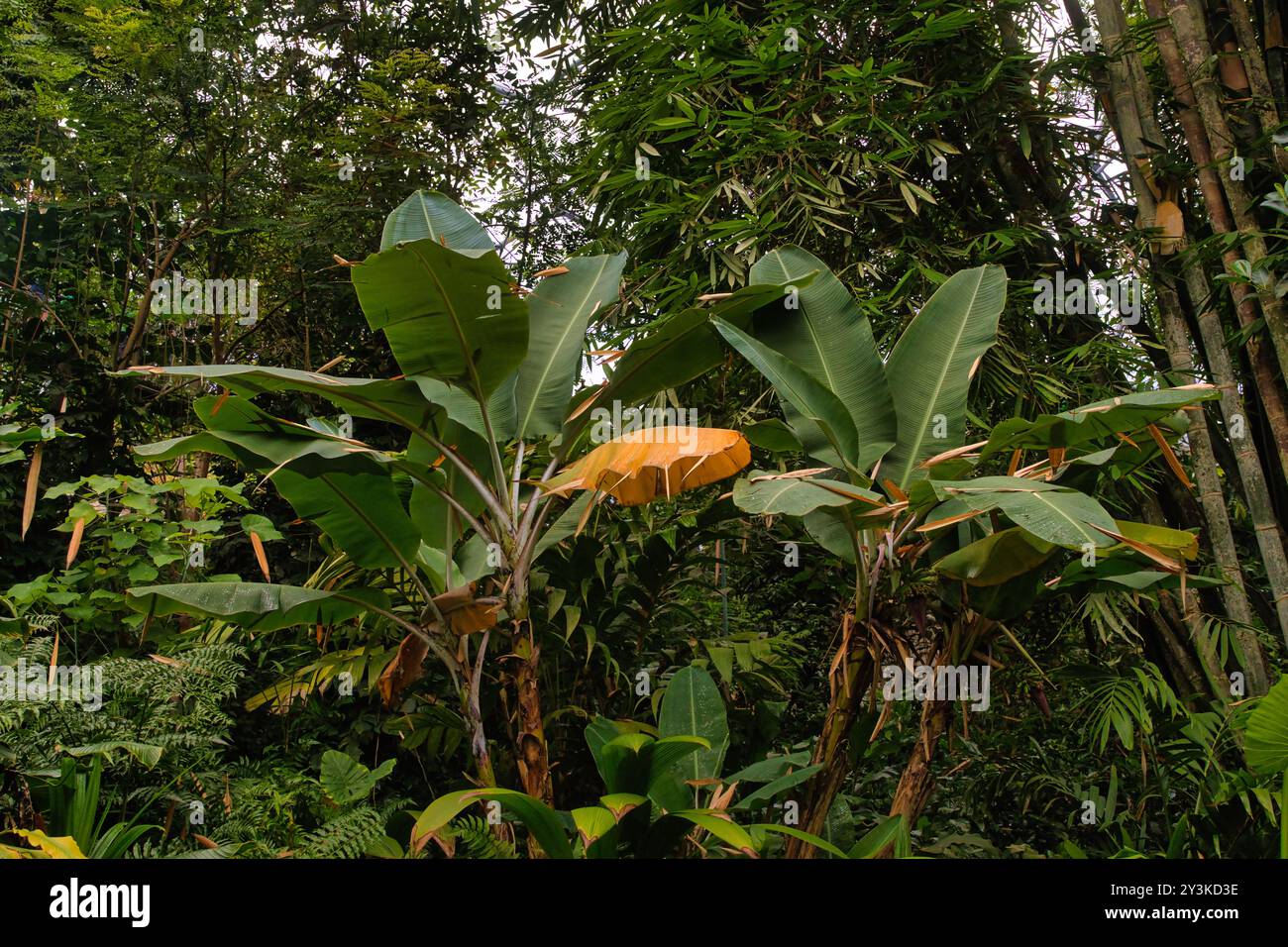 Vibrant dense forest banana trees hi-res stock photography and images ...