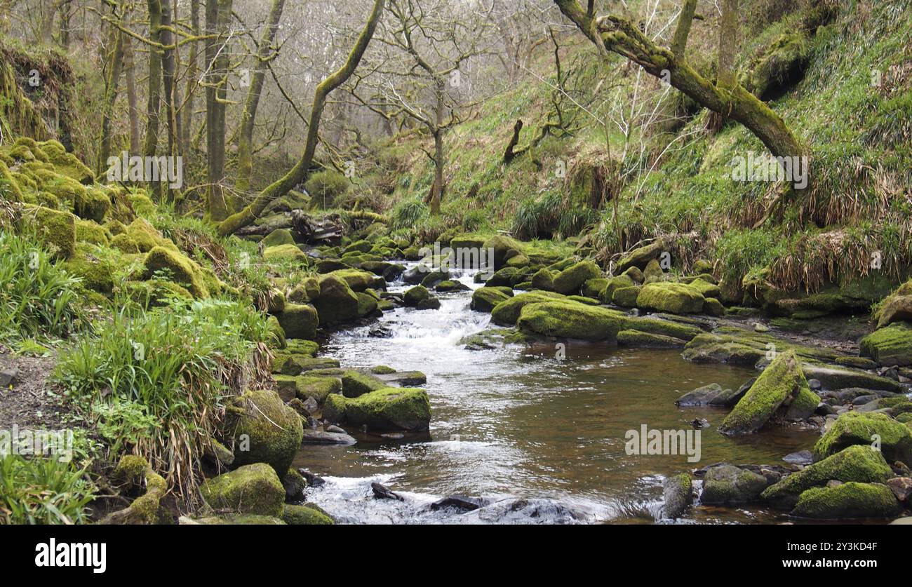 Hillside stream running through mossy rocks and boulders with ...