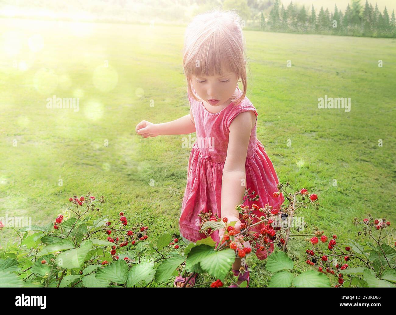 Little girl in a pink dress picking delicious raspberry from a bush ...