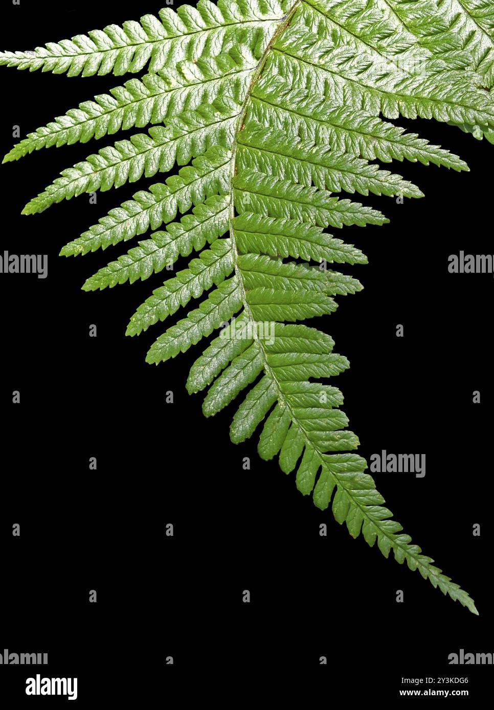 Closeup shot ferns on hi-res stock photography and images - Alamy