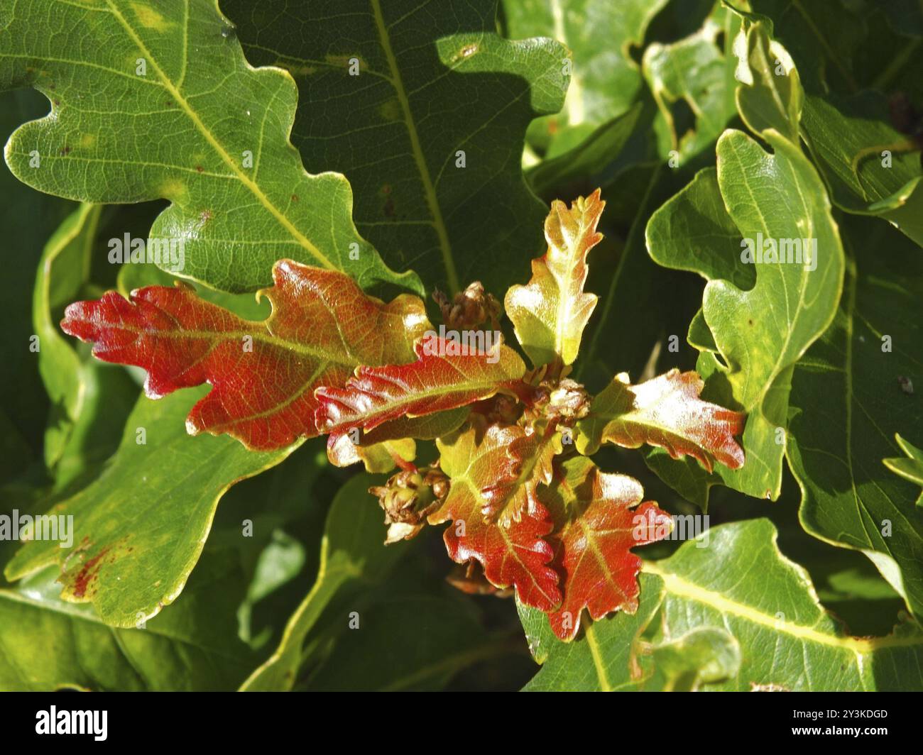 A close up of autumn oak leaves turning a bright red color on s bright ...