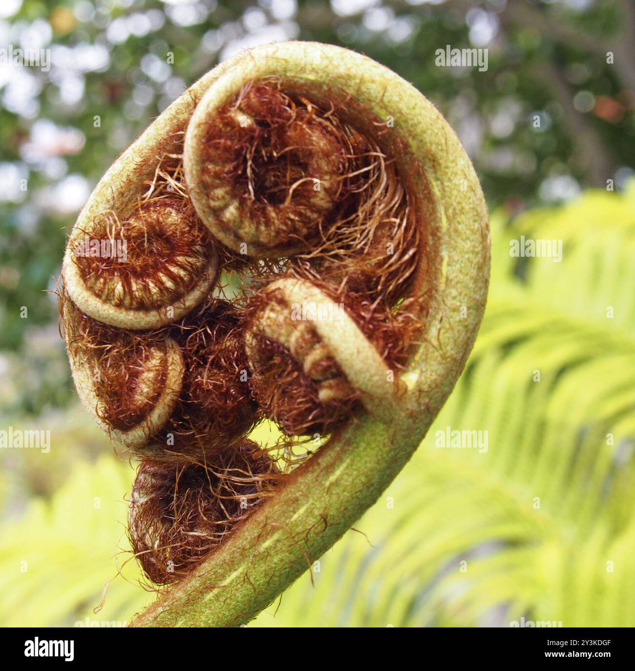 An unfurling fern leaf in close up with complex spiral unfolding ...