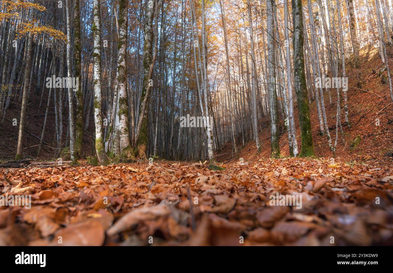 Ground level image with tall deciduous trees and a blanket of colorful ...
