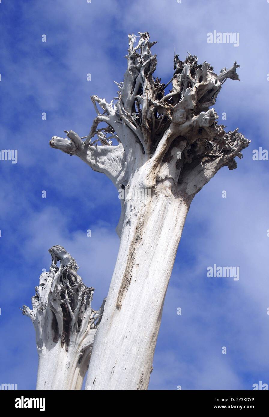 Dead white tree hi-res stock photography and images - Alamy